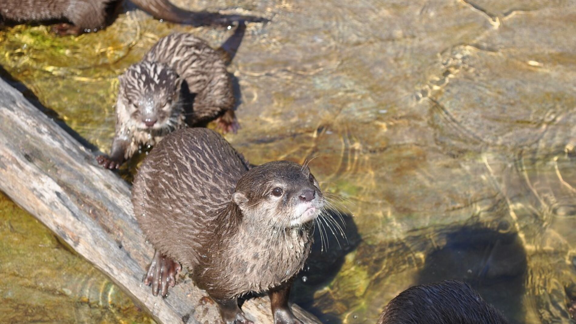 Los castores son fundamentales para mantener el ecosistema | ATRESMEDIA