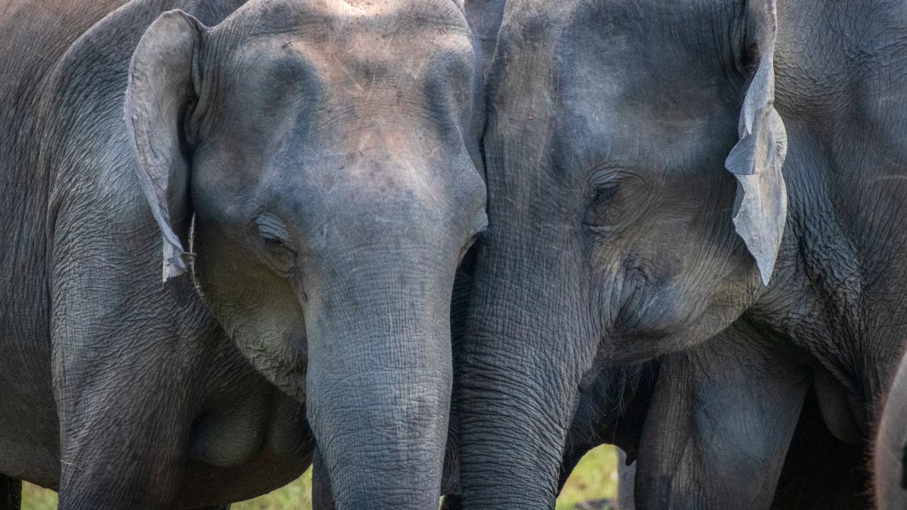 El sisón común, el elefante indio, el jaguar y el cazón, nuevas ...