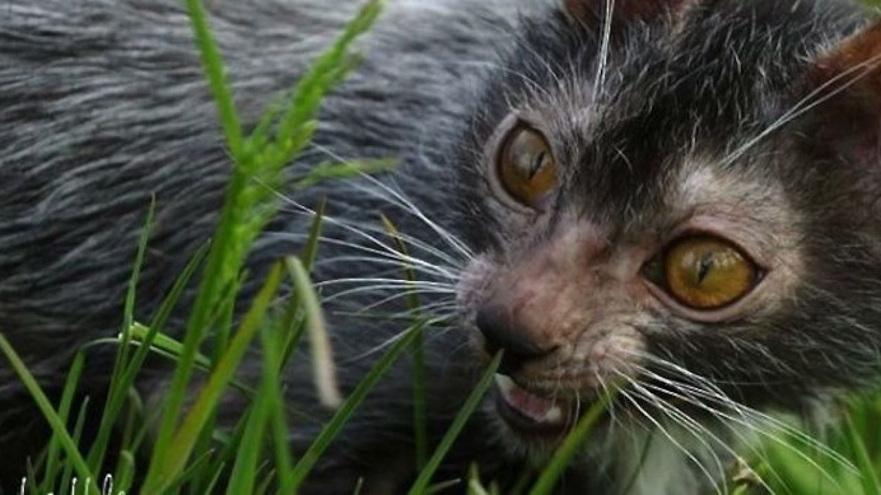 Llegan los Lykoi o 'gatos-lobo', nueva raza resultado de una mutación ...