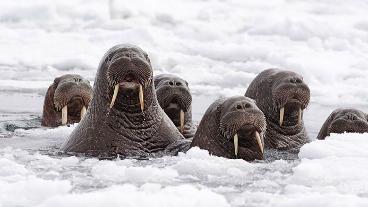 Unas 35.000 morsas del Pacífico se hacinan en la costa de Alaska por el ...