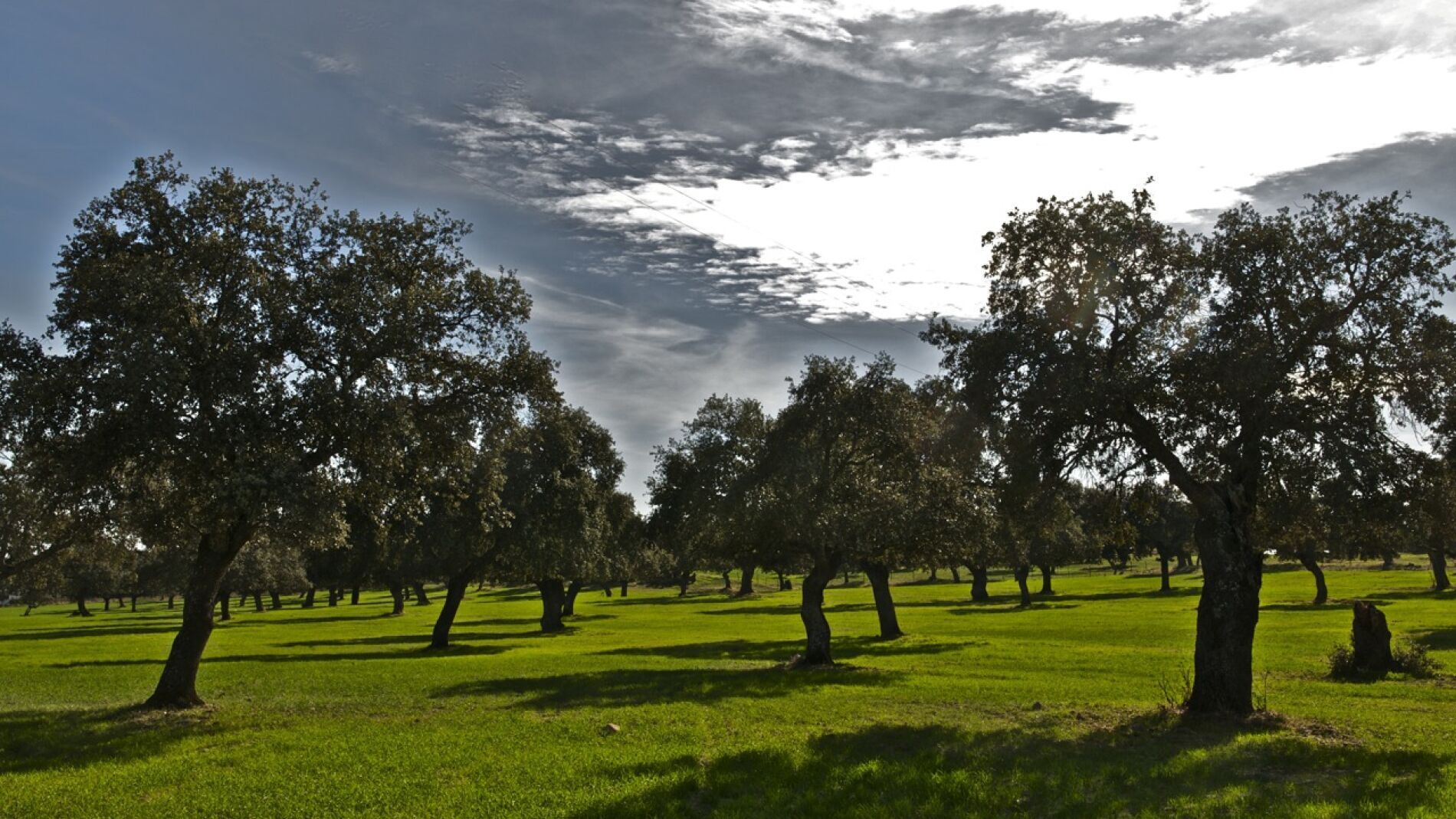 Creación de un mapa para mejorar los encinares de la Península Ibérica ...