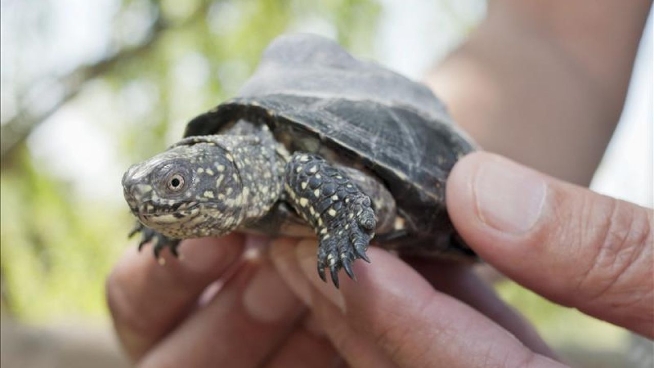 Liberan 70 ejemplares de tortuga lago en Girona para recuperar la ...