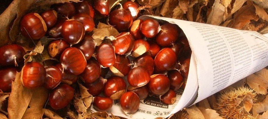 ¿Conoces los beneficios de las castañas, el fruto seco de la temporada ...