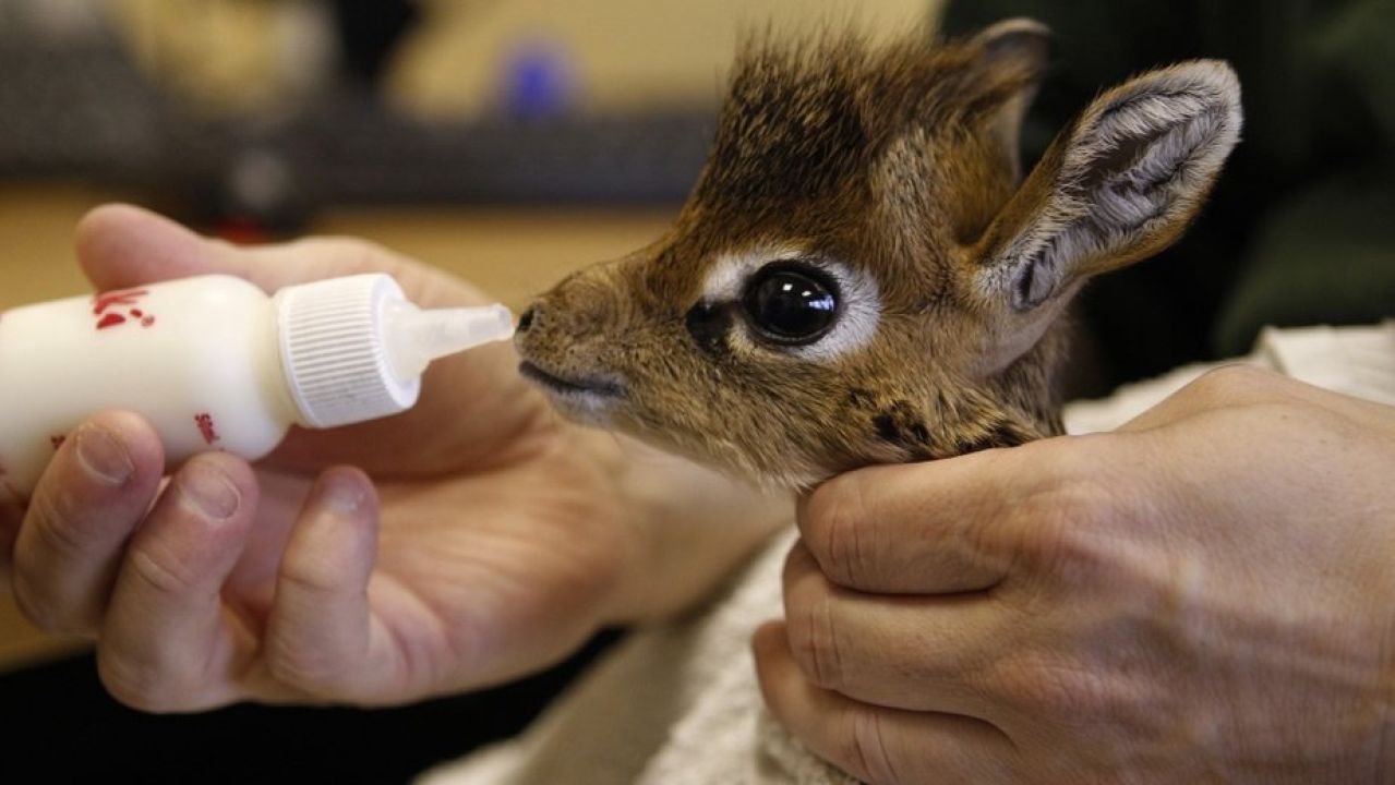 El Zoo de Barcelona denunciado por sacrificar un animal sano recién ...
