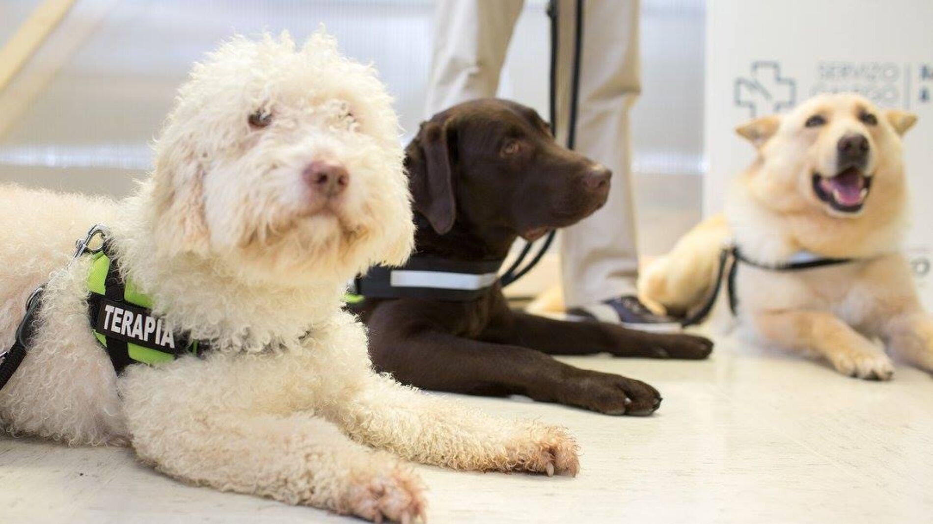 Una terapia con perros ayuda a niños con autismo a ir al dentista ...