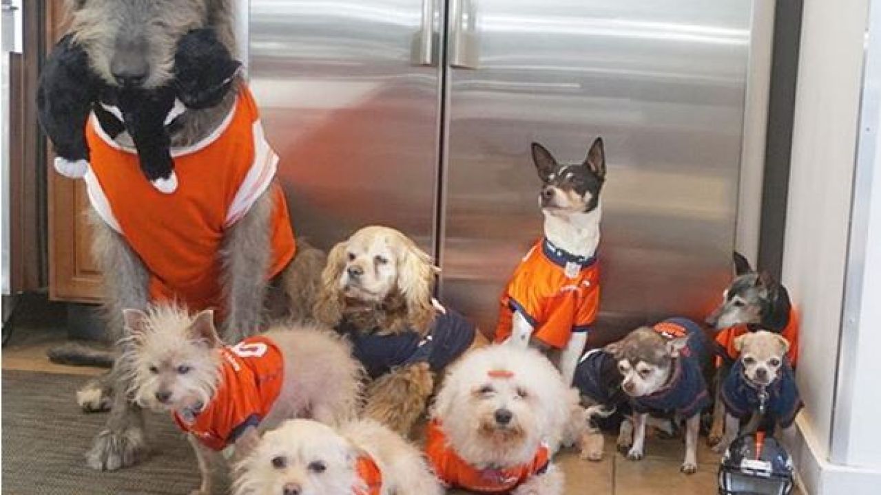 Steve Greig dedica su vida a adoptar animales ancianos | ATRESMEDIA