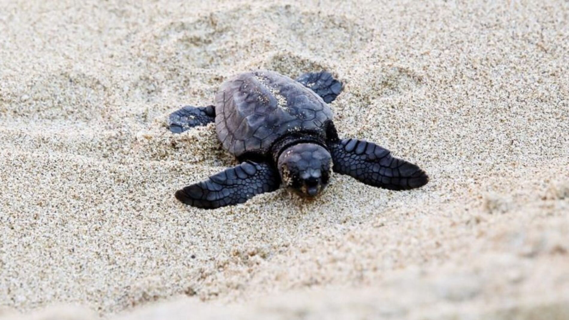 Nacen las primeras crías de tortuga boba del nido de una playa de ...