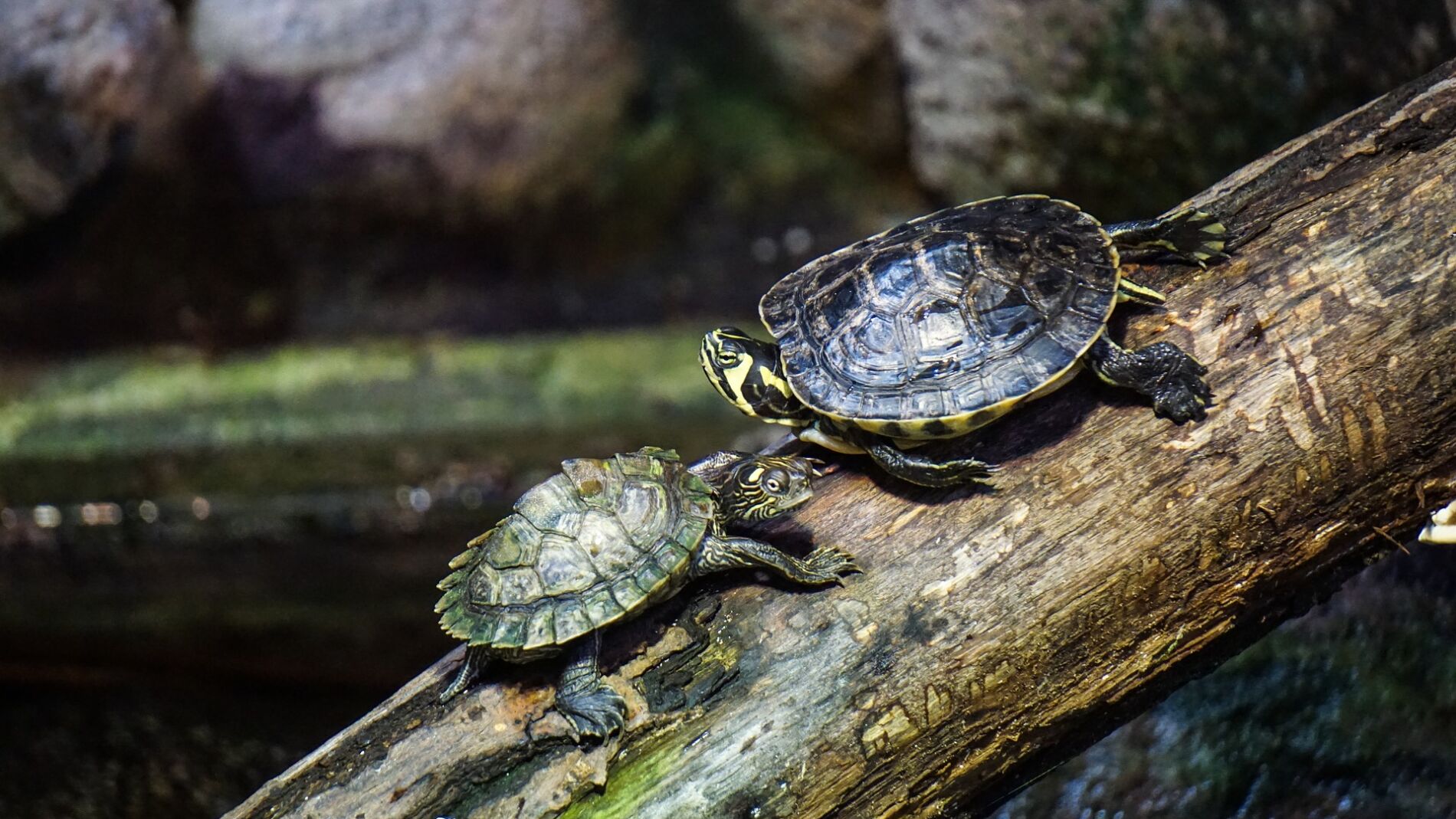 Liberadas medio millón de tortugas en la reserva natural de la Amazonia ...